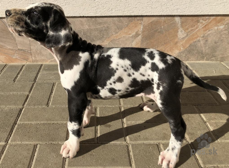 Nemecká doga s PP - Predám psa NEMECKÁ DOGA | Pes.sk