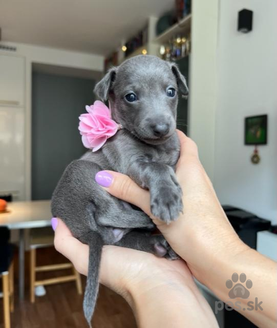 Taliansky chrtík predaj - Predám psa TALIANSKÝ CHRTÍK | Pes.sk