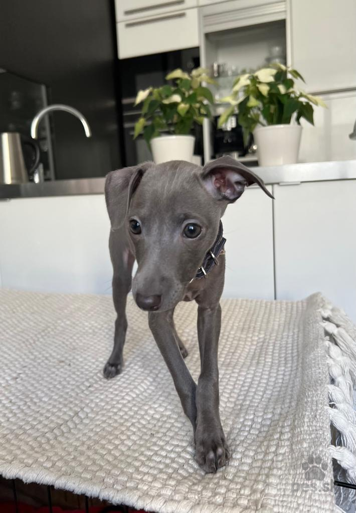 taliansky chrtík - Predám psa TALIANSKÝ CHRTÍK | Pes.sk