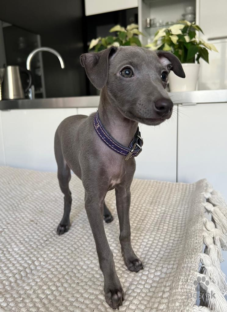 taliansky chrtík - Predám psa TALIANSKÝ CHRTÍK | Pes.sk