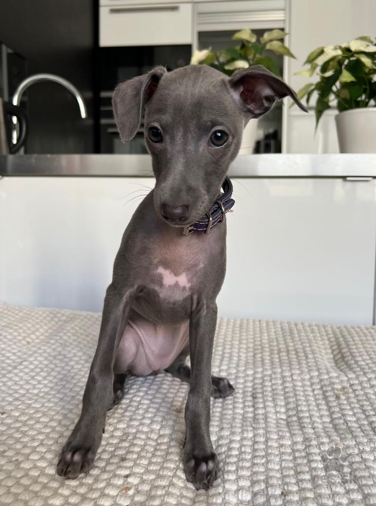 taliansky chrtík - Predám psa TALIANSKÝ CHRTÍK | Pes.sk