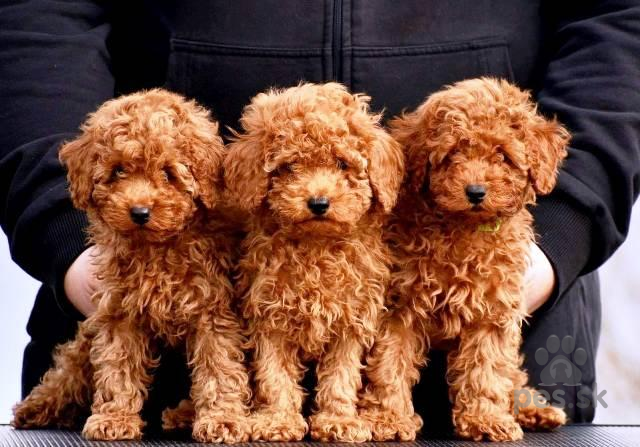 Šteniatka pudla - Predám psa PUDEL TRPASLIČÍ | Pes.sk