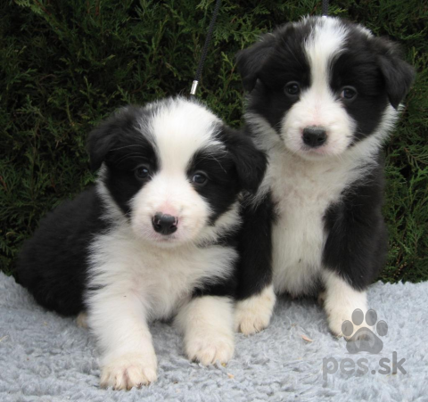 Border kolia - Predám psa BORDER KÓLIA | Pes.sk