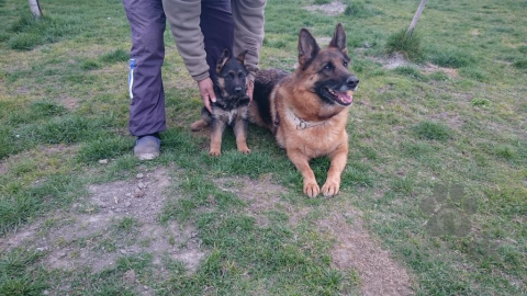 nemecky ovciak stena - Predám psa NEMECKÝ OVČIAK | Pes.sk