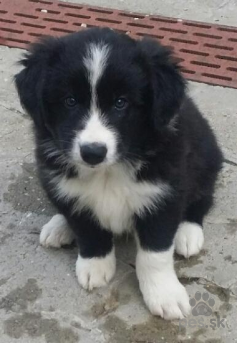 Border kolia - najmúdrejšý pes - Predám psa BORDER KÓLIA | Pes.sk