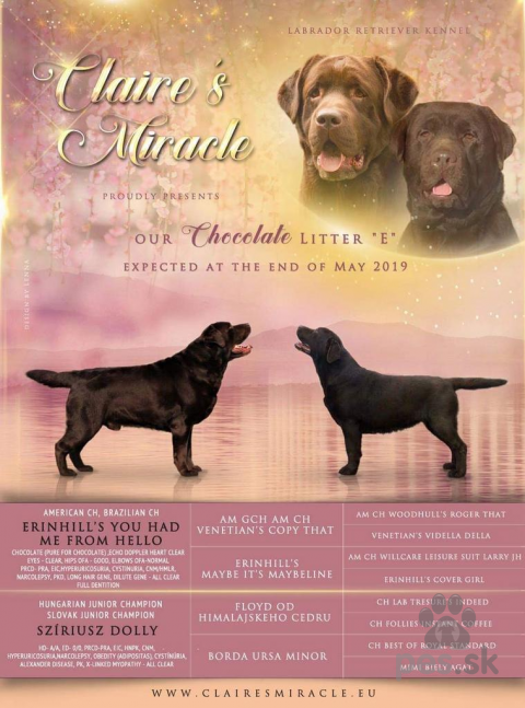 Šteniatka čokoládového labrador rettievera s PP - Predám psa ...