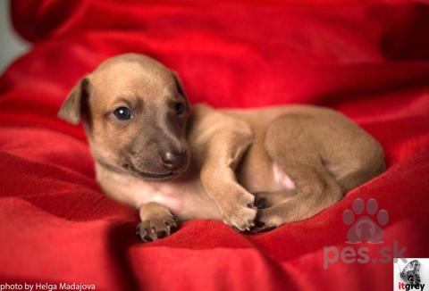 Taliansky chrtík - šteniatka - Predám psa TALIANSKÝ CHRTÍK | Pes.sk