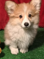 Walesky corgi pembroke - Predám psa WALESKÝ KORGI (PEMBROKE) | Pes.sk