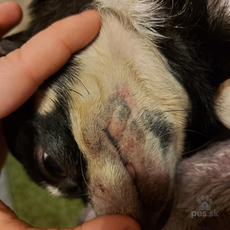 Veterinár radí - Červena labka | Pes.sk